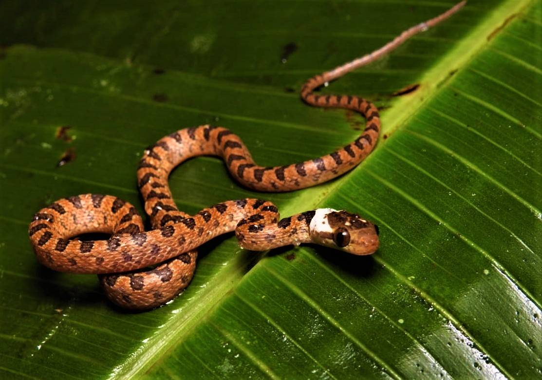 Night Walk Tour-Drake Bay-Costa Rica – Osa Great Adventure