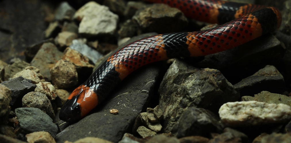 Night Walk Tour – from Drake Bay | Osa Great Adventure